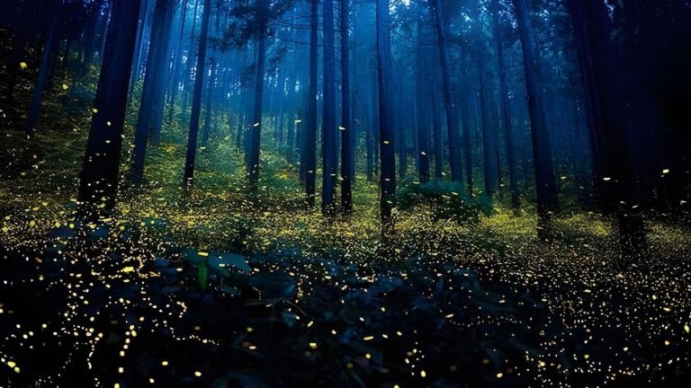 Cuc Phuong National Park – 5 Main highlights & Best time to visit for ...